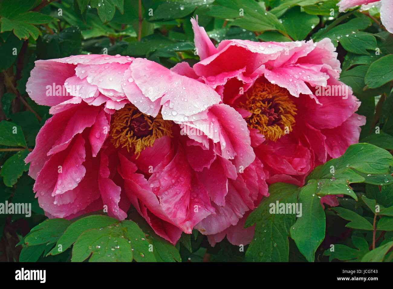 Japanese peony hi-res stock photography and images - Alamy