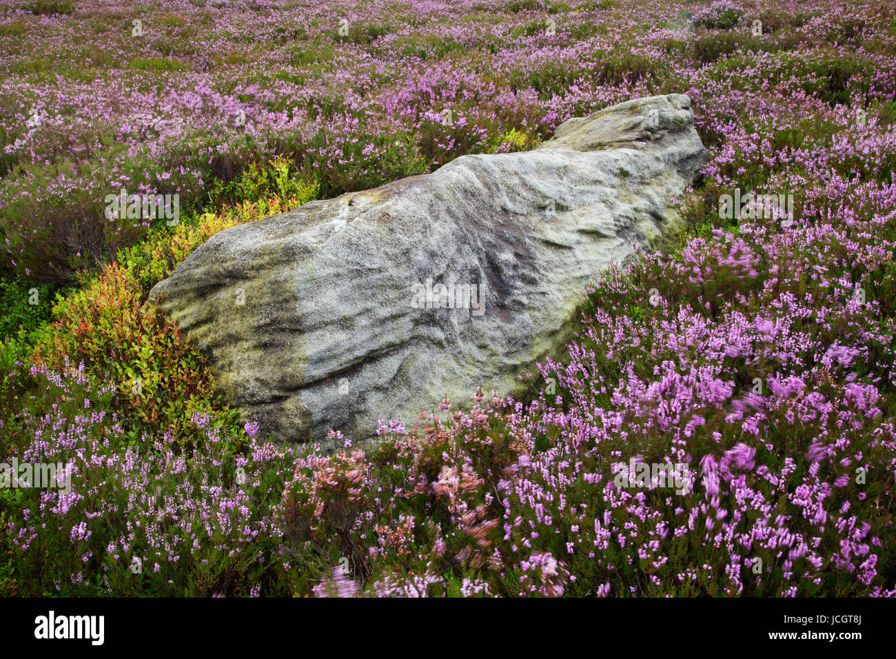 North yorkshire heather rock hi-res stock photography and images - Alamy