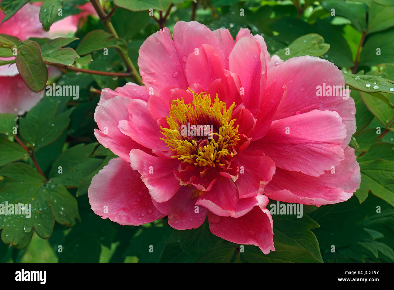 Tree peony (Paeonia suffruticosa). Called Japanese peony also Stock ...