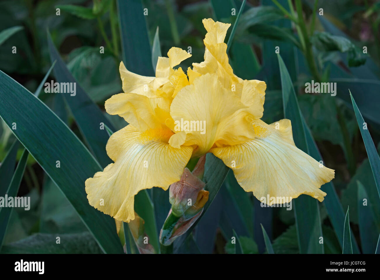 Tall Bearded german iris (Iris x germanica Stock Photo - Alamy