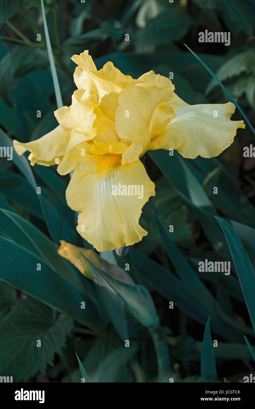 Tall Bearded german iris (Iris x germanica Stock Photo - Alamy