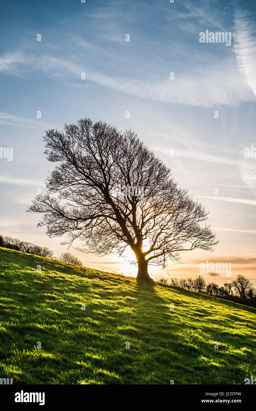 A single tree casts it's shadow across a field in low winter light ...