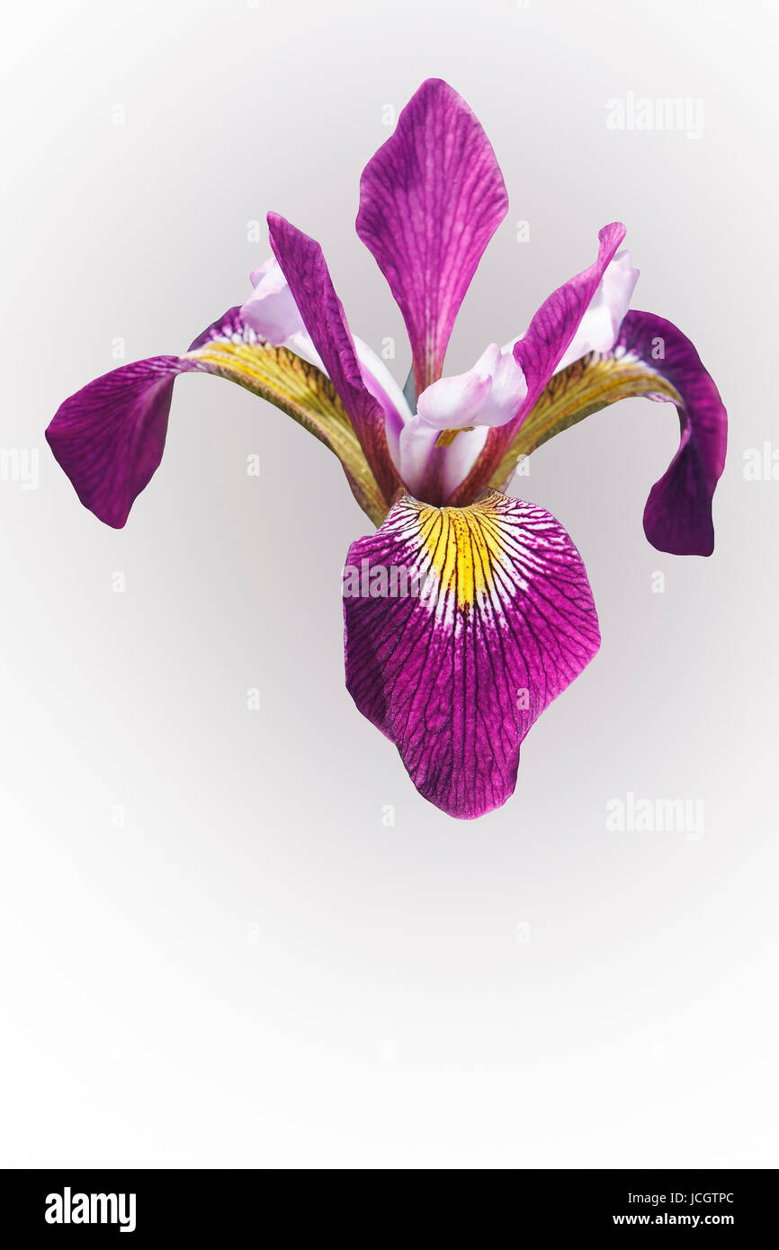 John Wood Blue Flag iris (Iris versicolor John Wood). Called Dagger ...