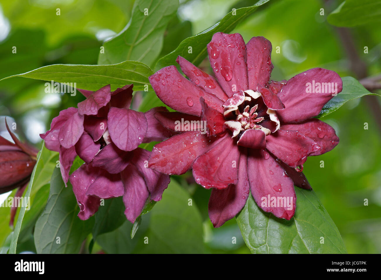 Eastern sweetshrub (Calycanthus floridus). Called Carolina spicebush ...