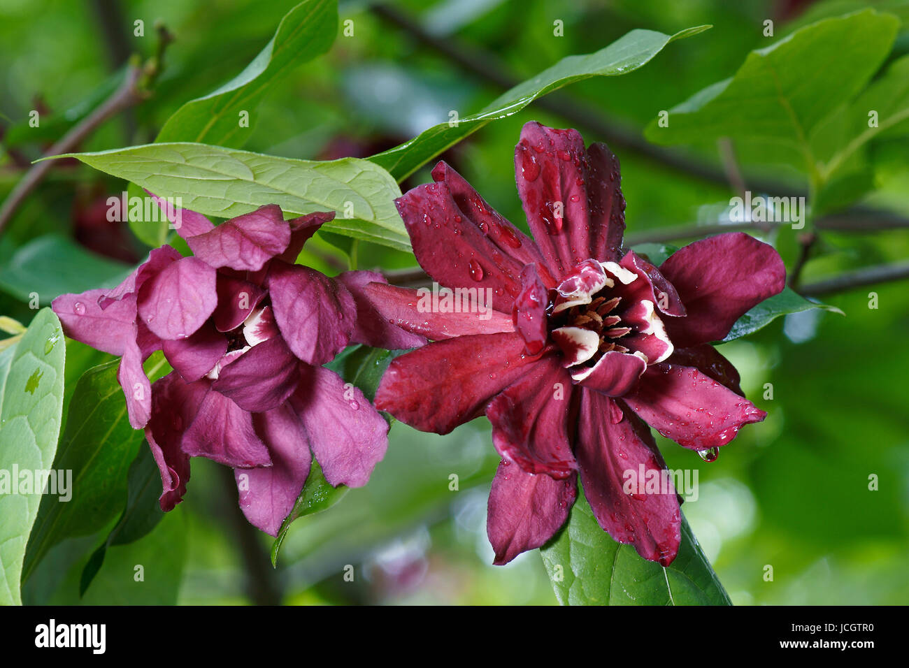 Eastern sweetshrub (Calycanthus floridus). Called Carolina spicebush ...