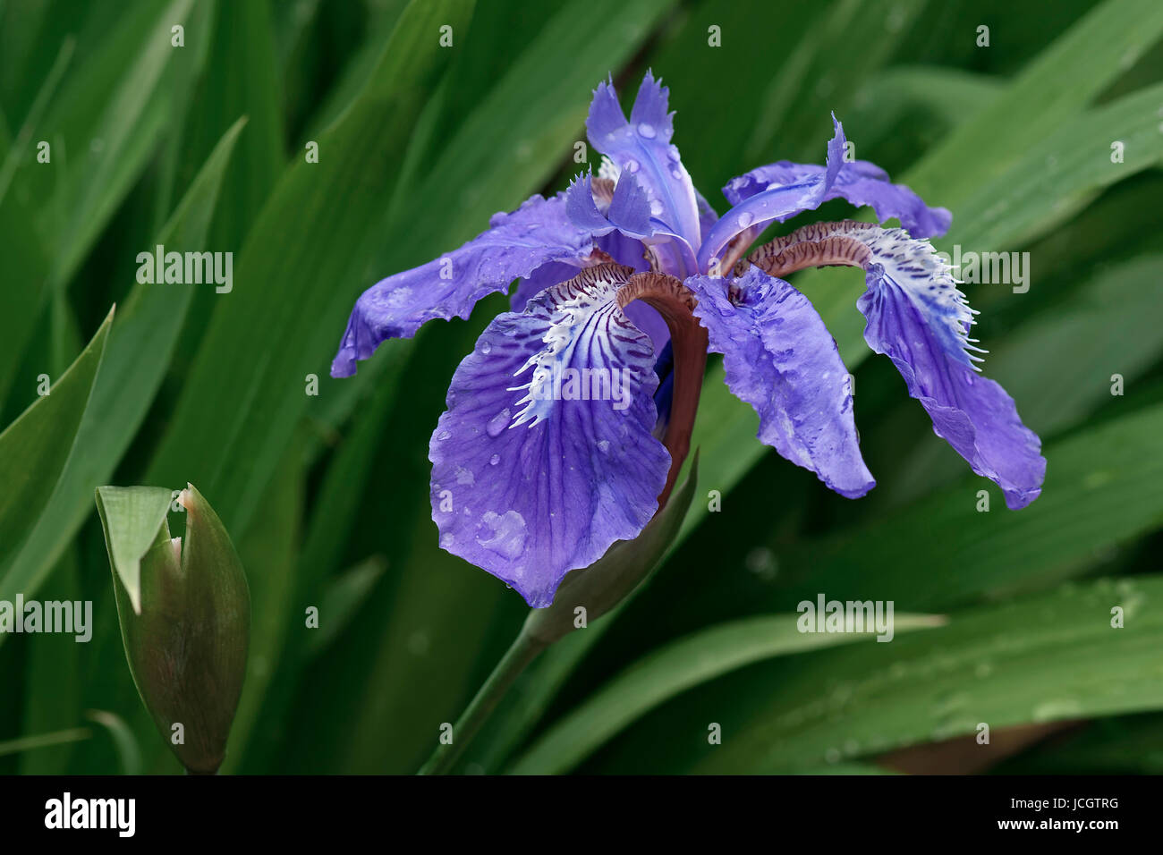 Roof iris (Iris tectorum). Called Japanese roof iris and Wall iris also ...