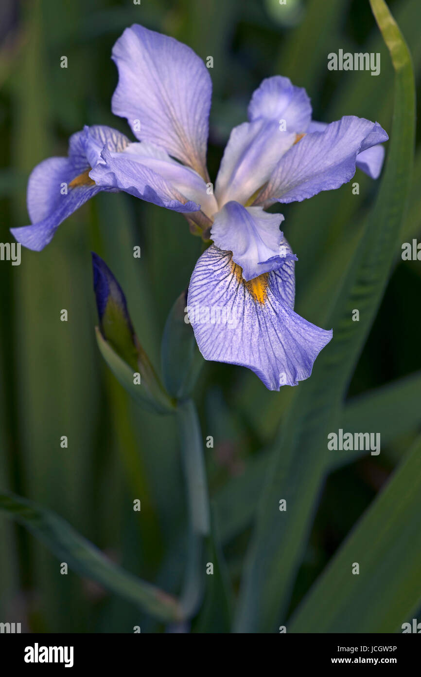 Virginian iris (Iris virginica Stock Photo - Alamy