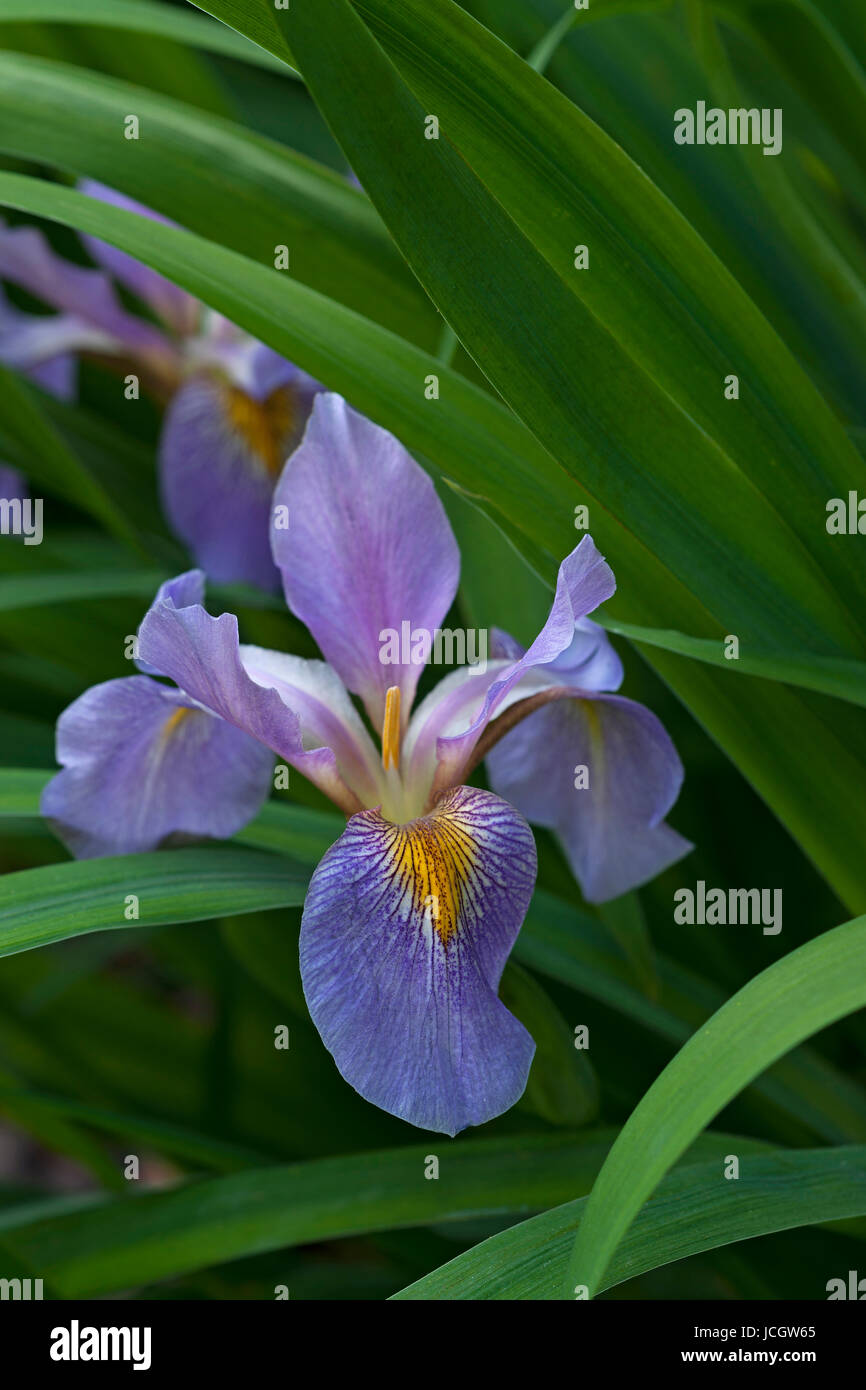 Iris virginica hi-res stock photography and images - Alamy