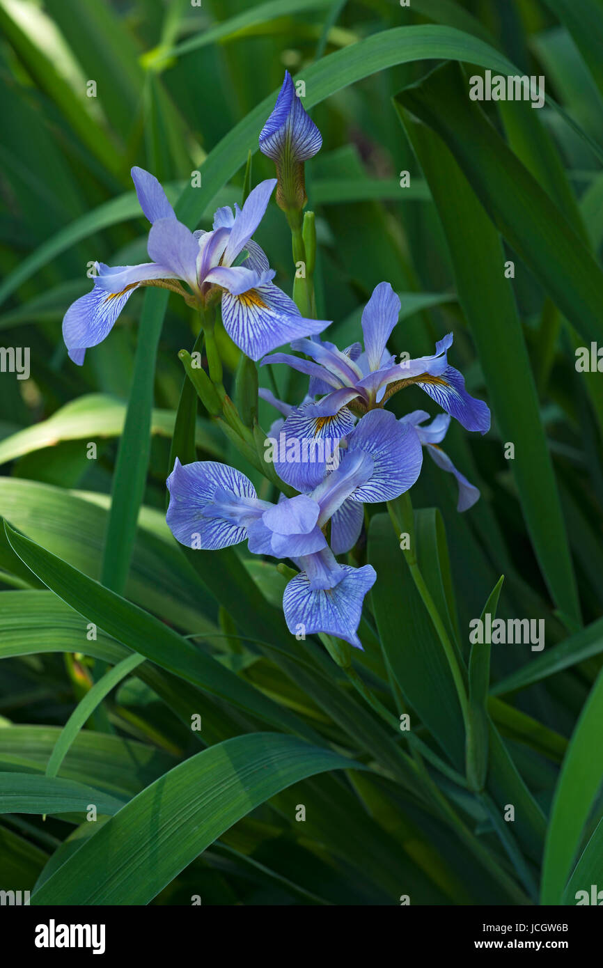 Iris virginica hi-res stock photography and images - Alamy