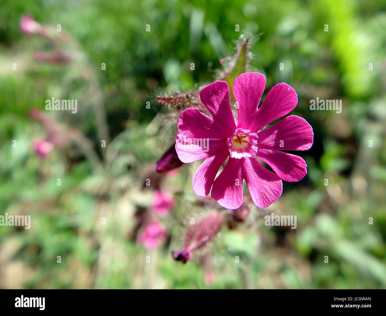 Pink flower in the forest, (Silene dioica Stock Photo - Alamy