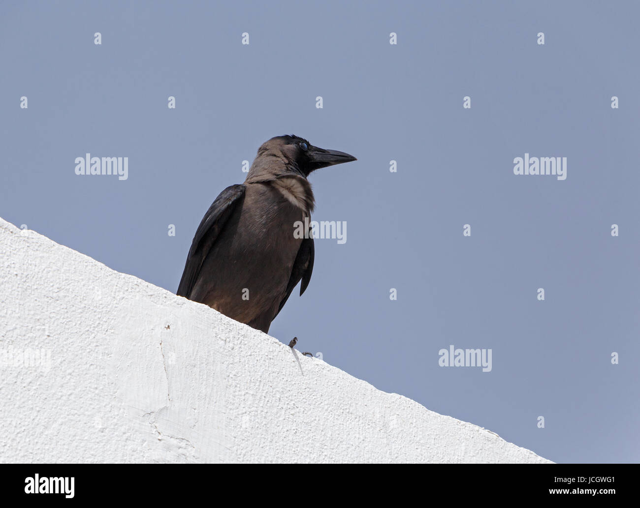 house crow sitting on white wall Stock Photo - Alamy