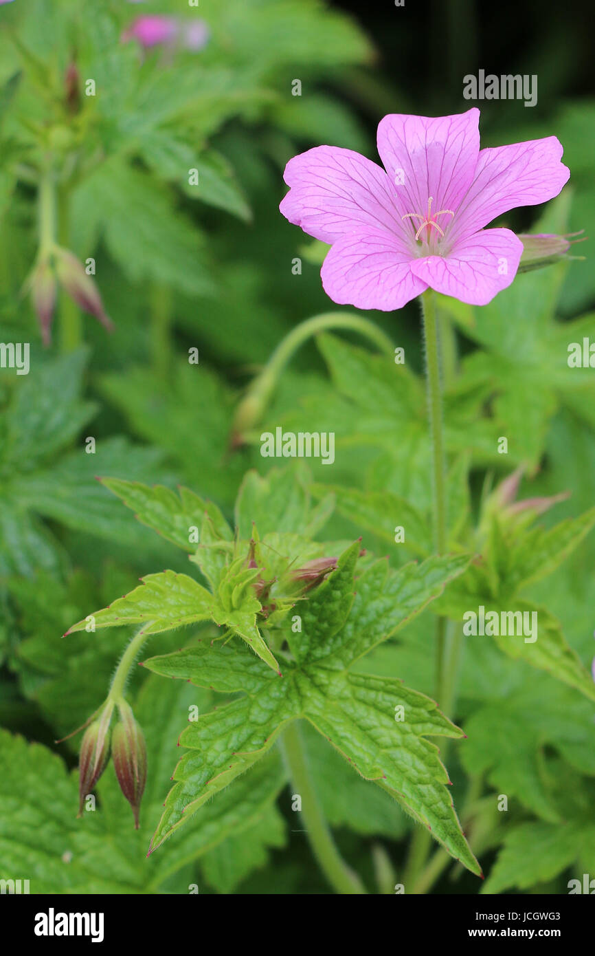 Single Pink Cranesbill Geranium flower, Wargrave Pink, Geranium ...