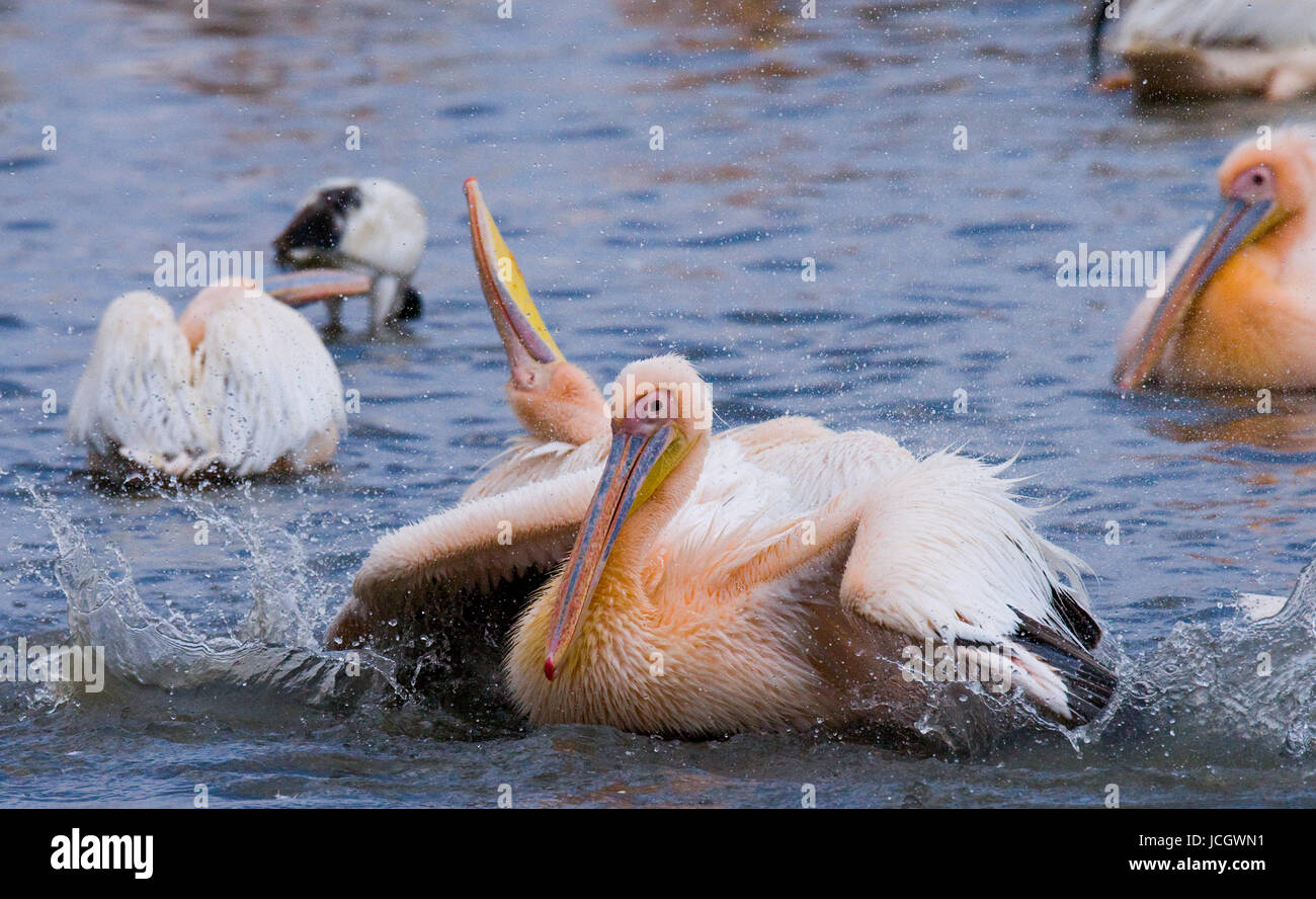 Pelican swimming in the water in all the a spray of. Lake Nakuru. Kenya ...