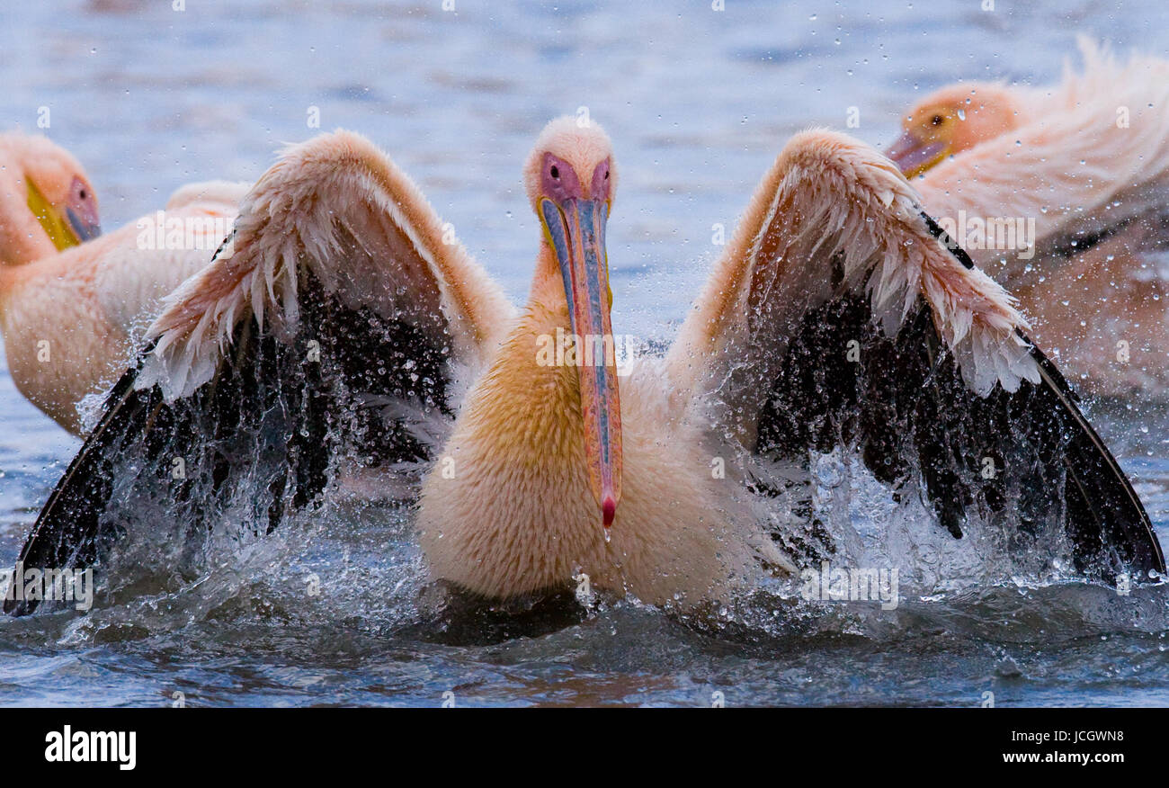 Pelican swimming in the water in all the a spray of. Lake Nakuru. Kenya ...