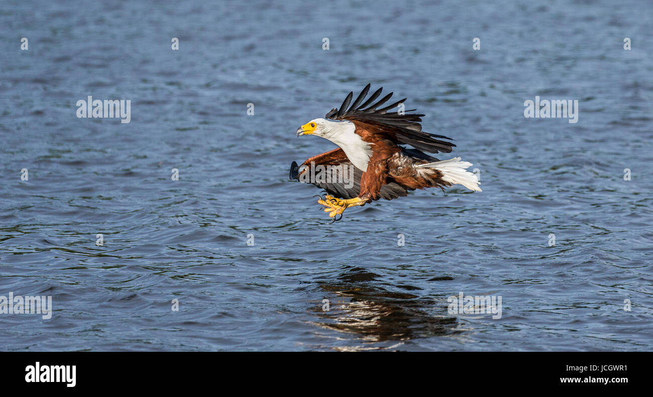 Moment of the African fish eagle's attack on the fish in the water ...