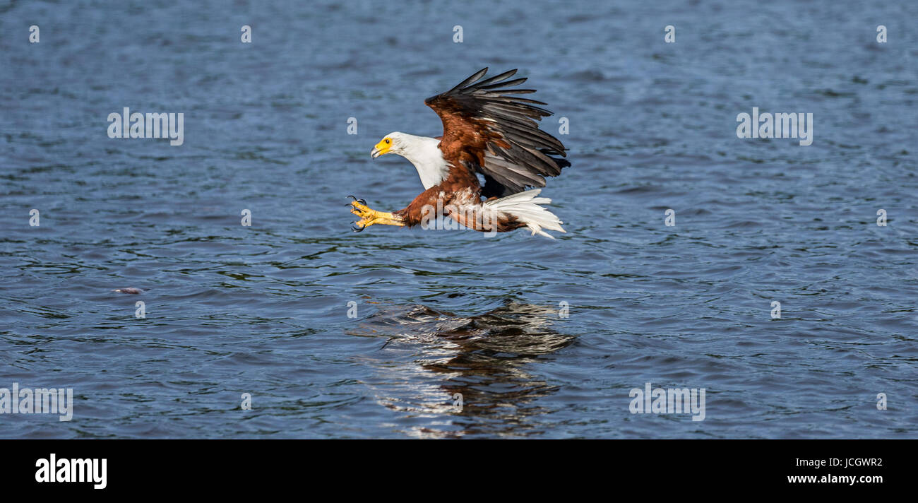 African fish eagle illustration hi-res stock photography and images - Alamy