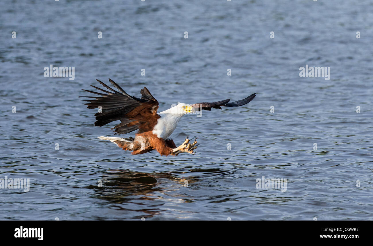 Moment of the African fish eagle's attack on the fish in the water ...