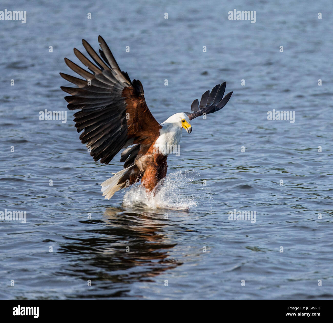 Moment of the African fish eagle's attack on the fish in the water ...