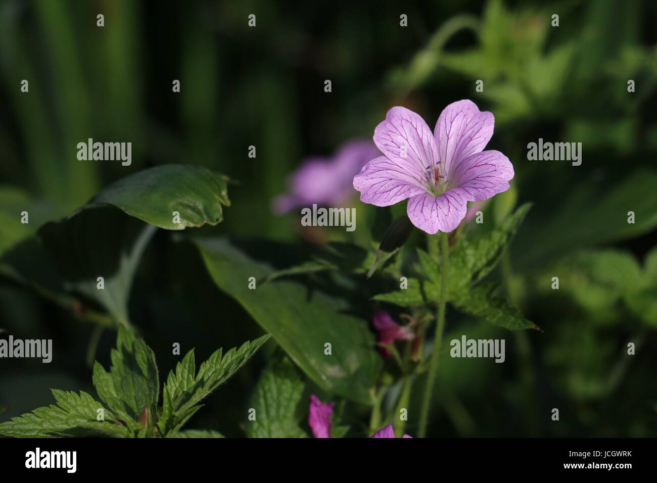 Single Pink Cranesbill Geranium flower, Wargrave Pink, Geranium ...