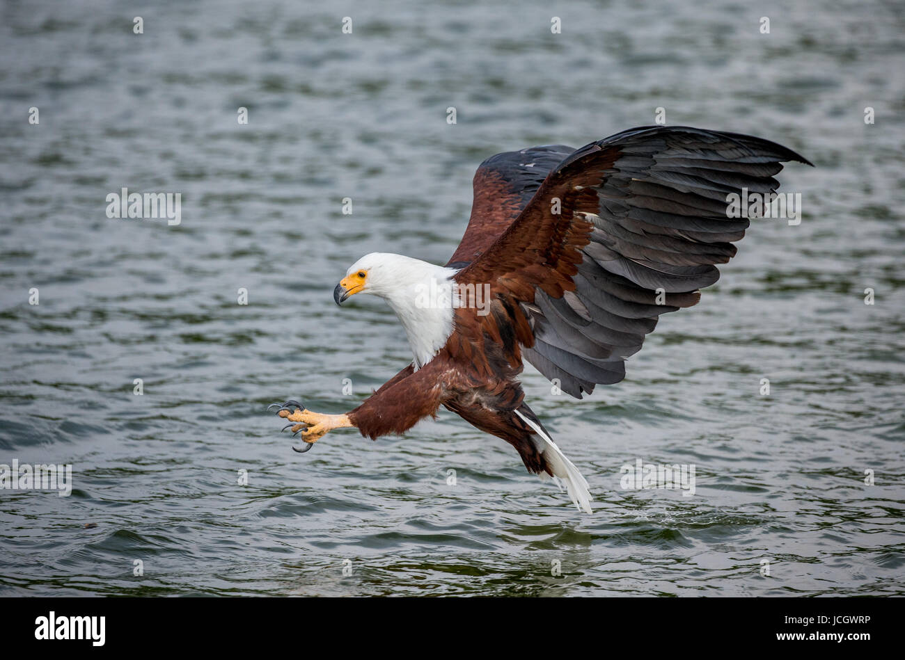 Moment of the African fish eagle's attack on the fish in the water ...