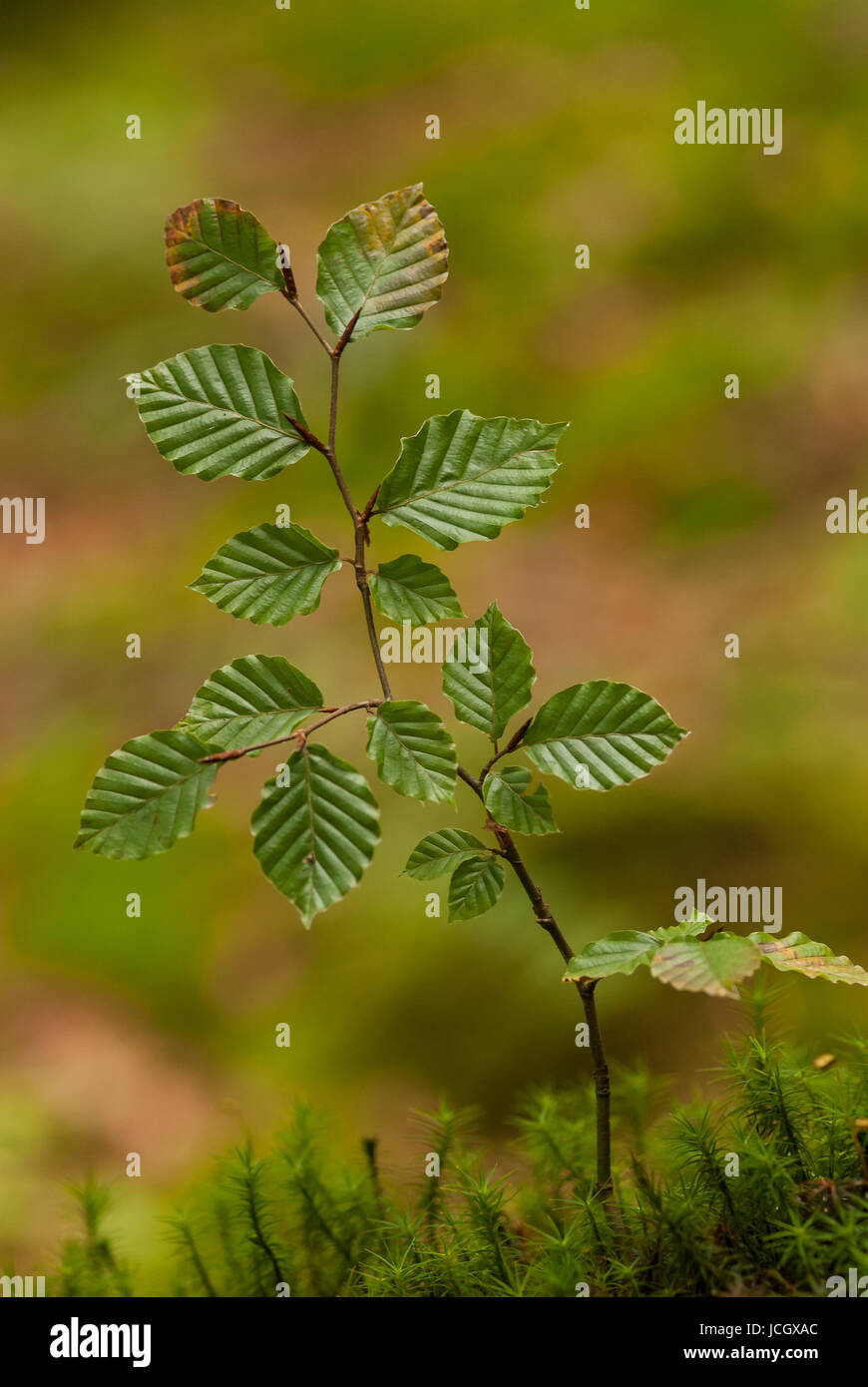 Beech sapling hi-res stock photography and images - Alamy
