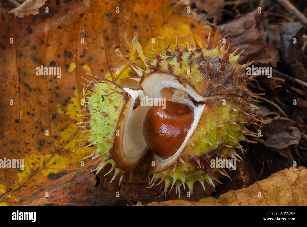 Seed of horse chestnut hi-res stock photography and images - Alamy