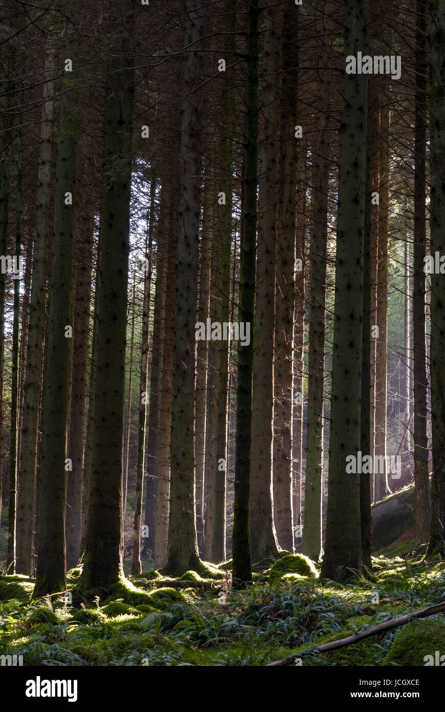 Norway spruce scotland hi-res stock photography and images - Alamy