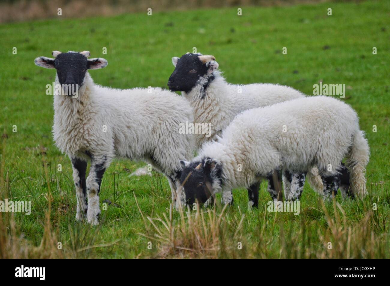Group of swaledale sheep hi-res stock photography and images - Alamy