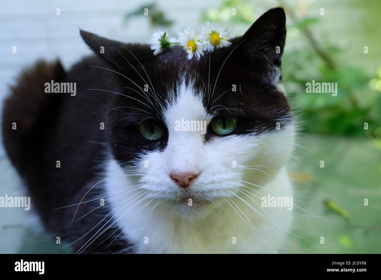 Daisy chain black and white hi-res stock photography and images - Alamy