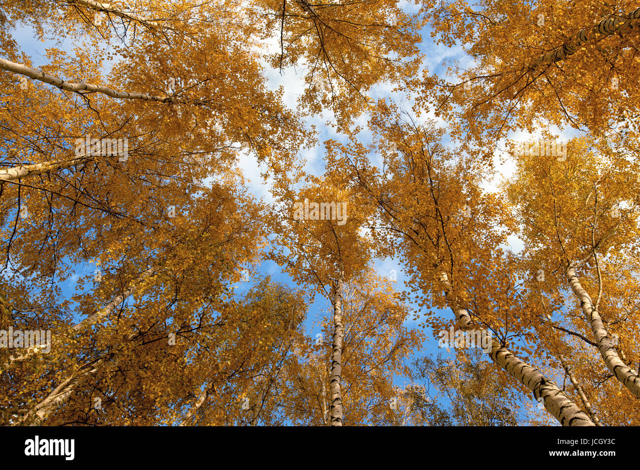 Birch trees in fall season. Ryazan Region. Russia Stock Photo - Alamy