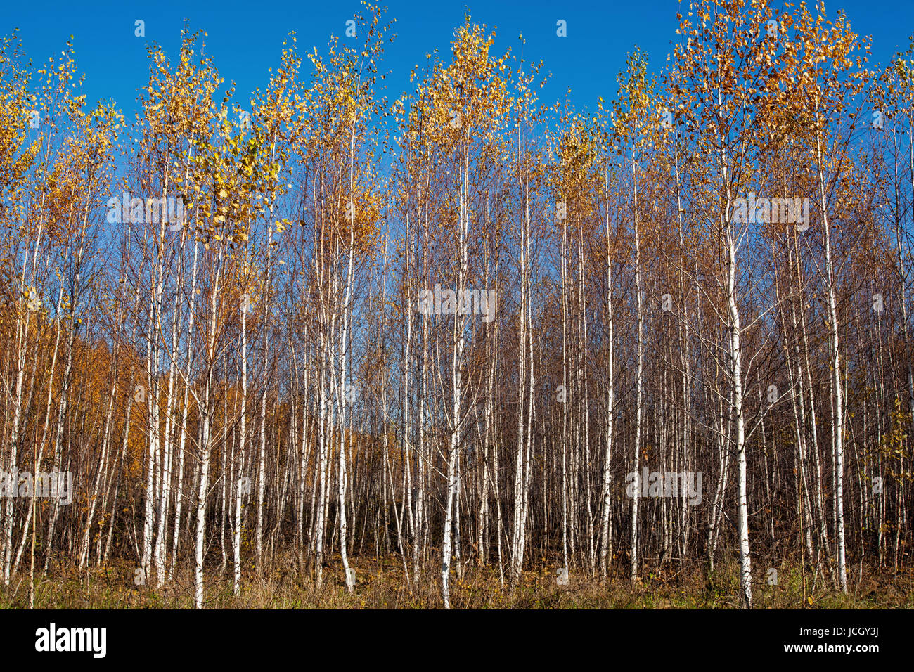 Birch trees in fall season. Ryazan Region. Russia Stock Photo - Alamy