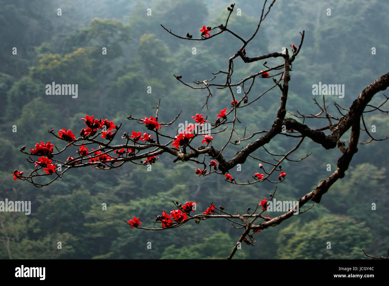 Red blossom tree hi-res stock photography and images - Alamy