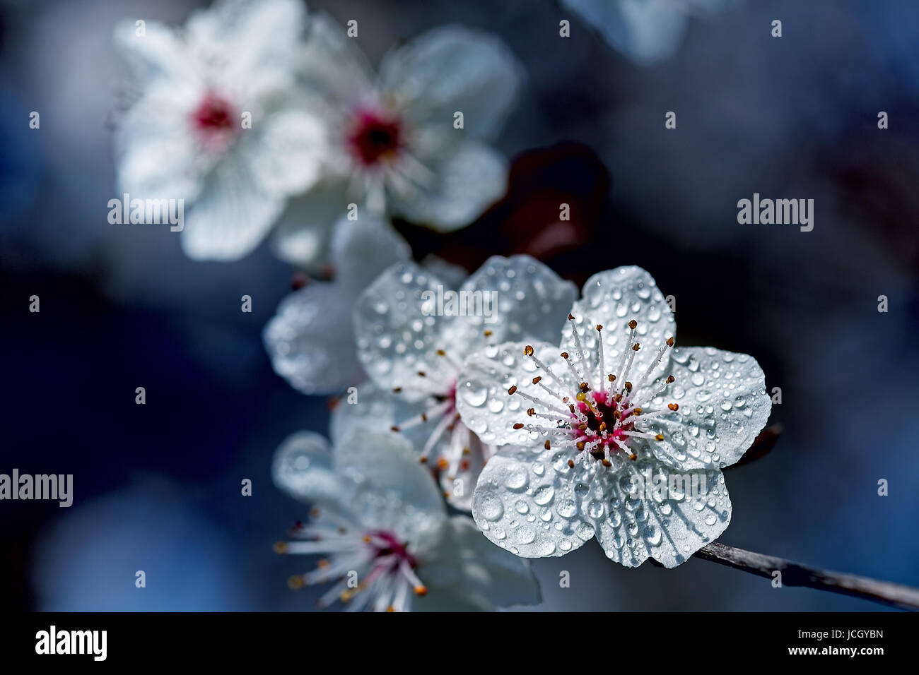 Blossom tree after rain Stock Photo - Alamy