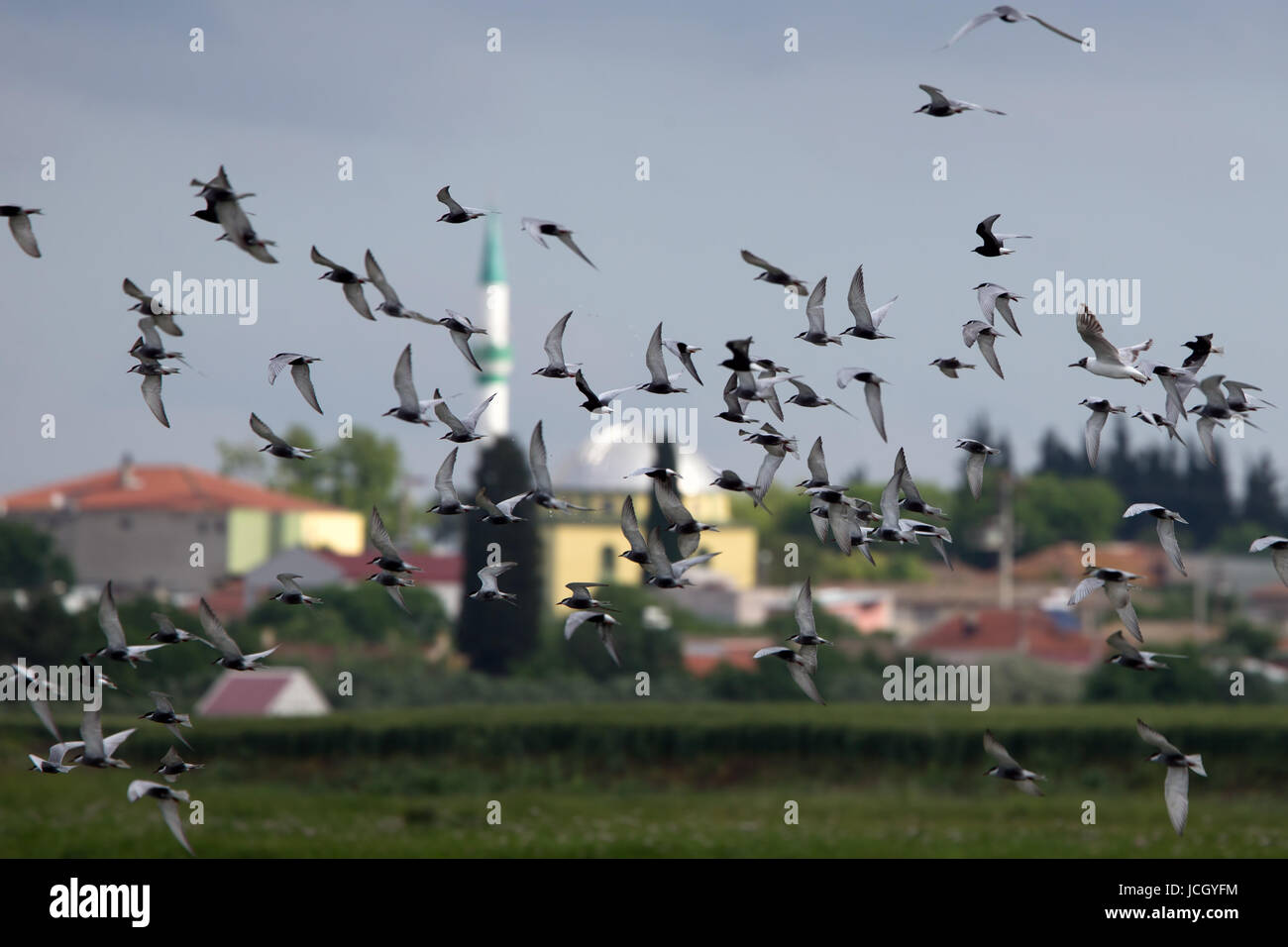 Kuscenneti Village. Bandirma. Turkey Stock Photo - Alamy