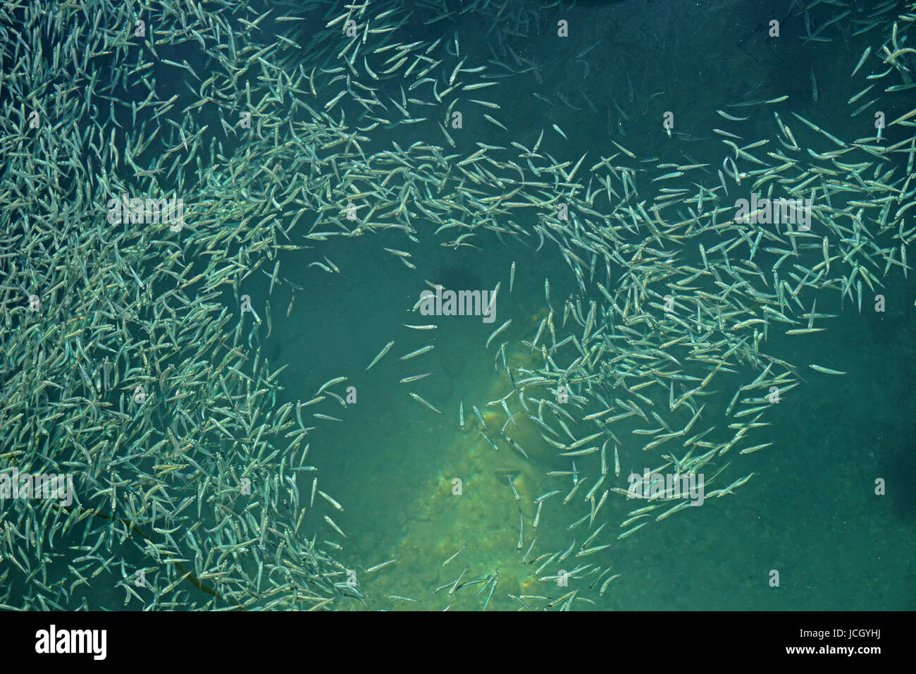 Fish school circle hi-res stock photography and images - Alamy