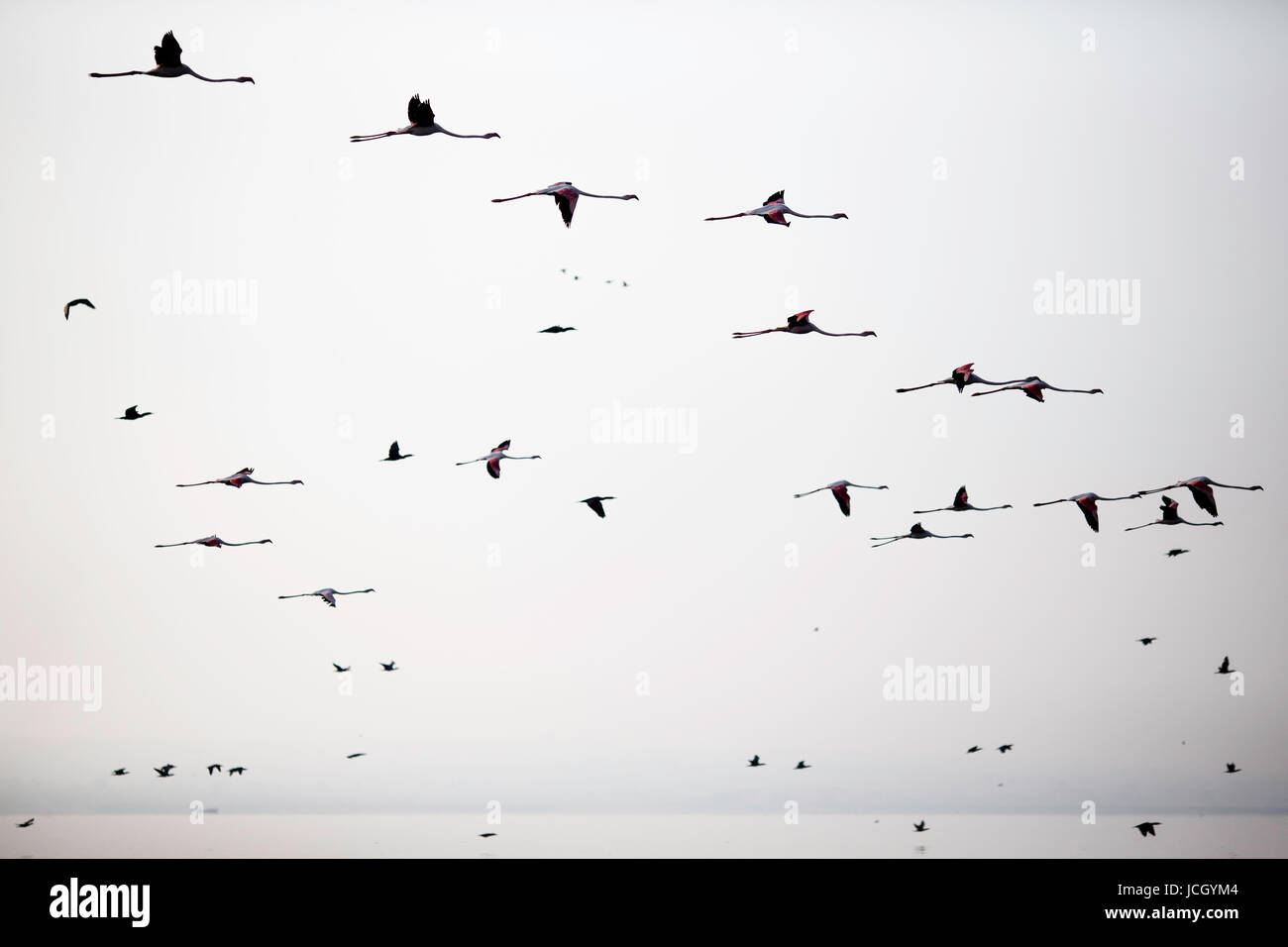 Flamingos flying over lake hi-res stock photography and images - Alamy