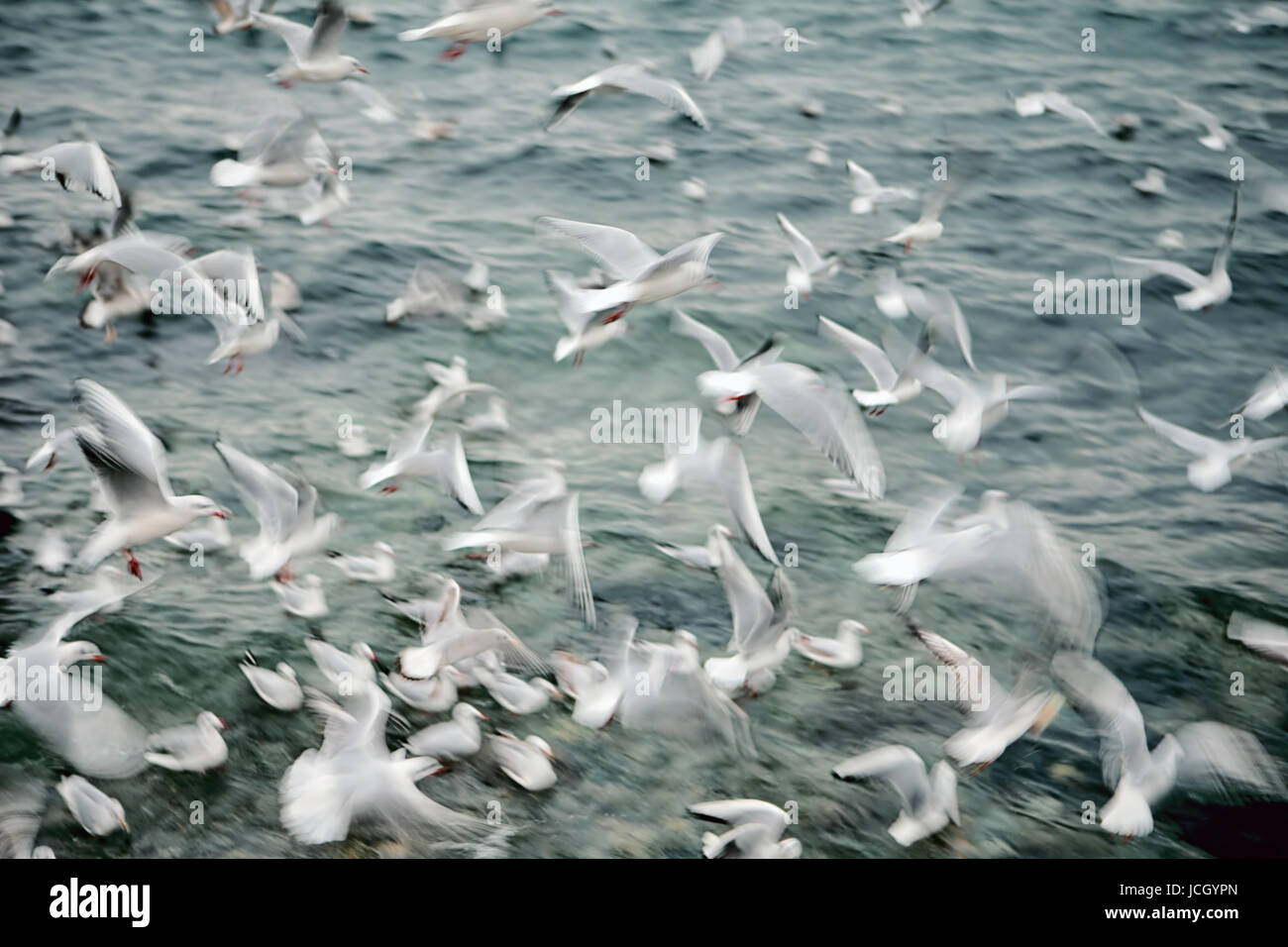 Seagull fly over sea. Istanbul Stock Photo - Alamy