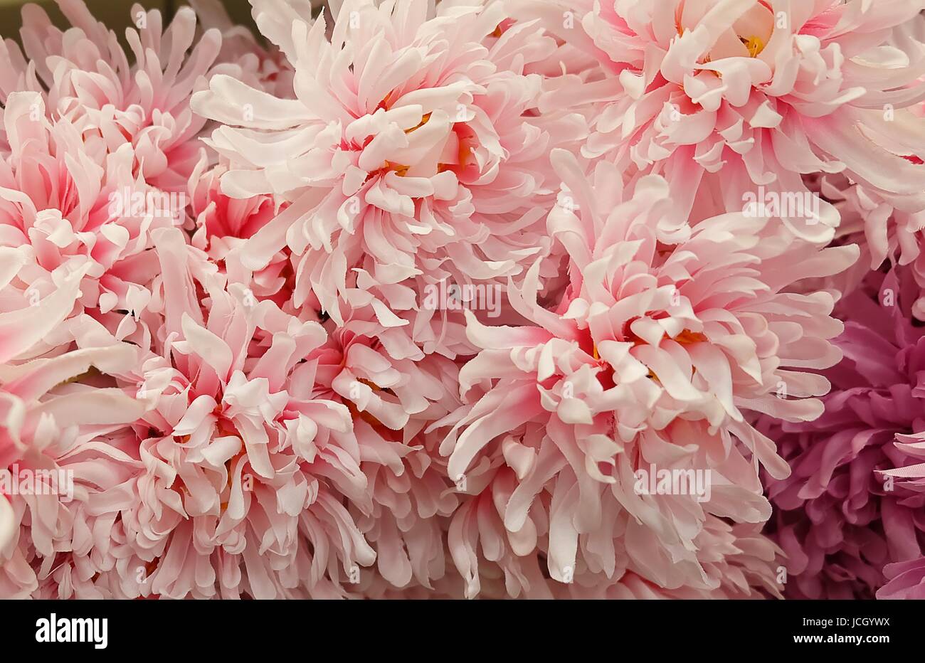 Background of Artificial Pink Chrysanthemum Flowers for Home and ...