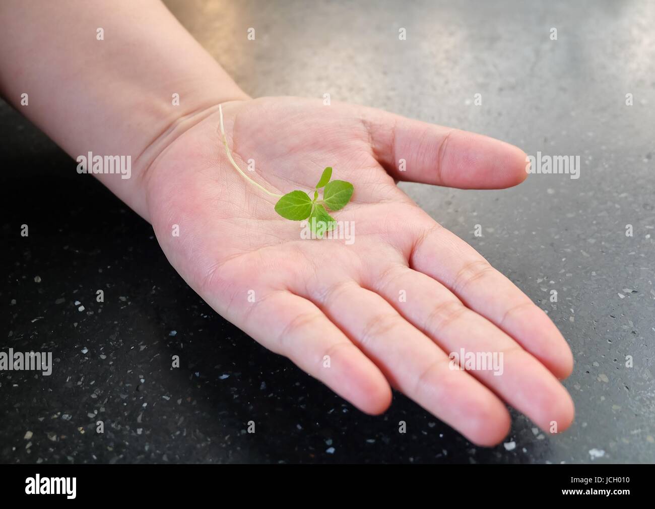 Ecology and Environment Concept, Green Young Plant in An Open Hand Take ...