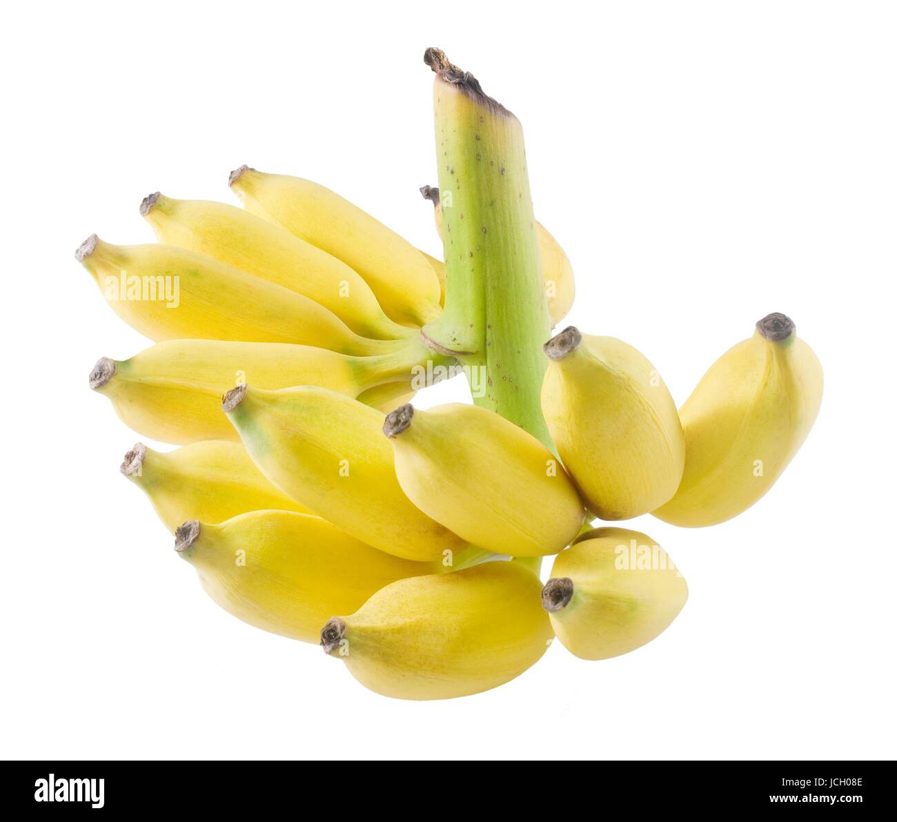 Fruits, Bunch of Ripe and Sweet Yellow Wild Asian Bananas or Cultivated ...