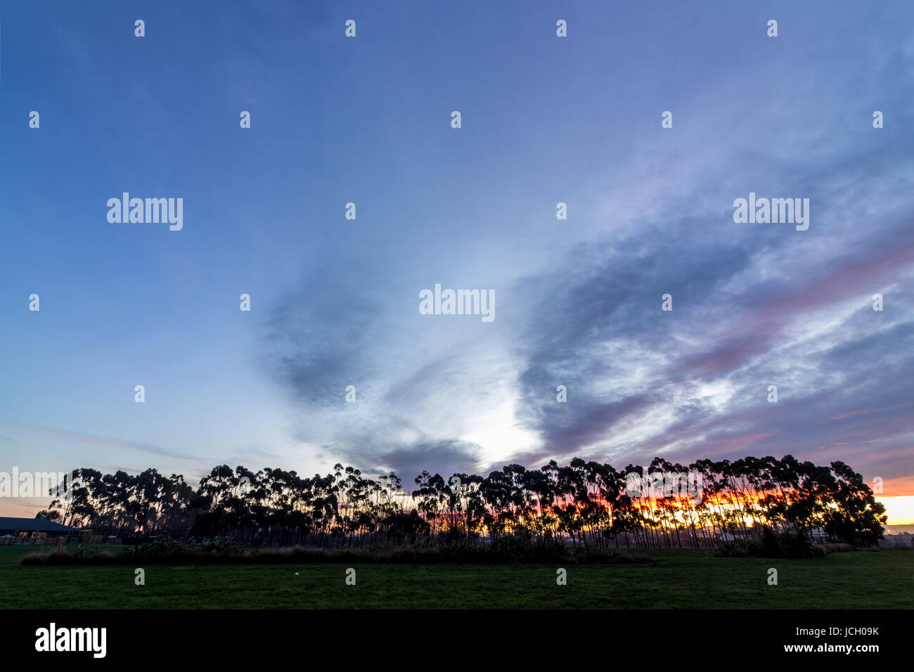 Trees at sunset Stock Photo - Alamy