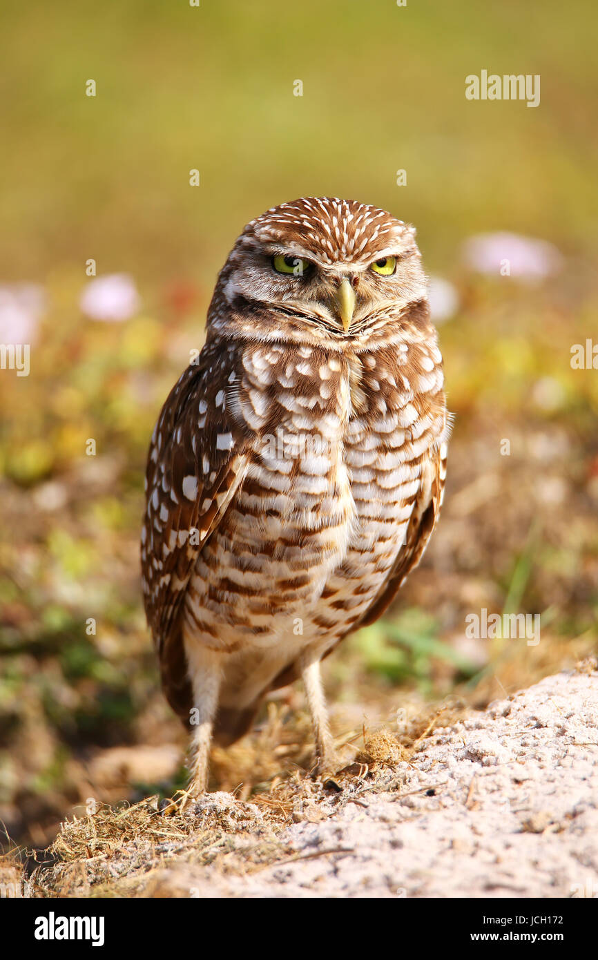 Burrowing bird hi-res stock photography and images - Alamy