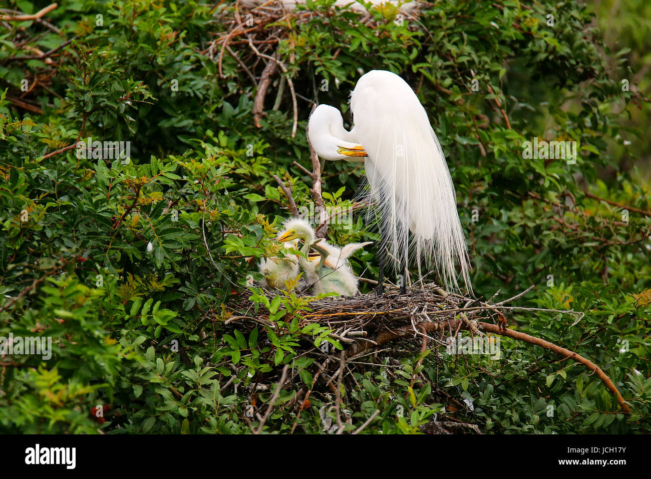 Great Egret (Ardea alba) in a nest with chicks Stock Photo - Alamy