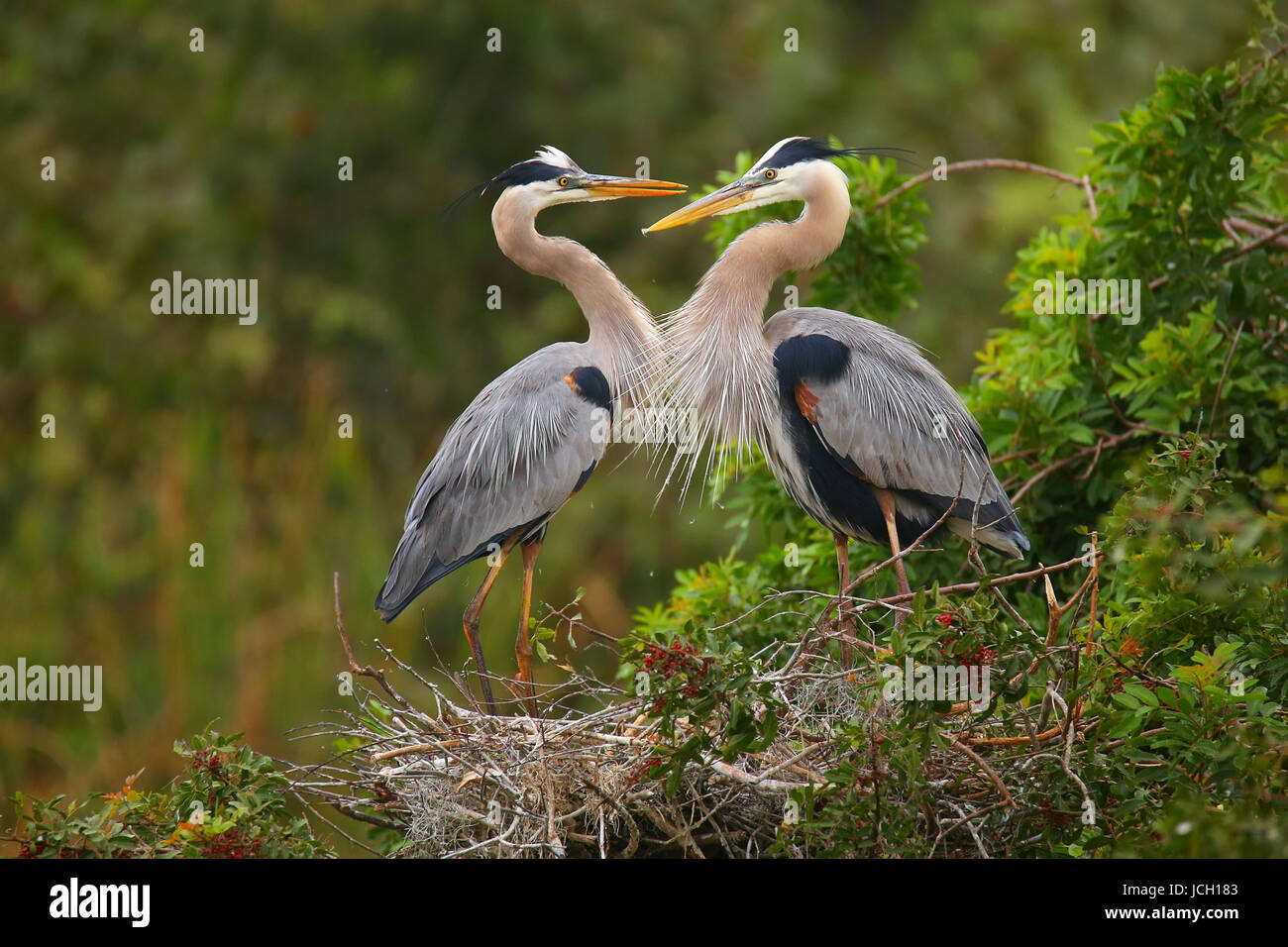Great Blue Herons (Ardea herodias) standing in the nest. It is the ...