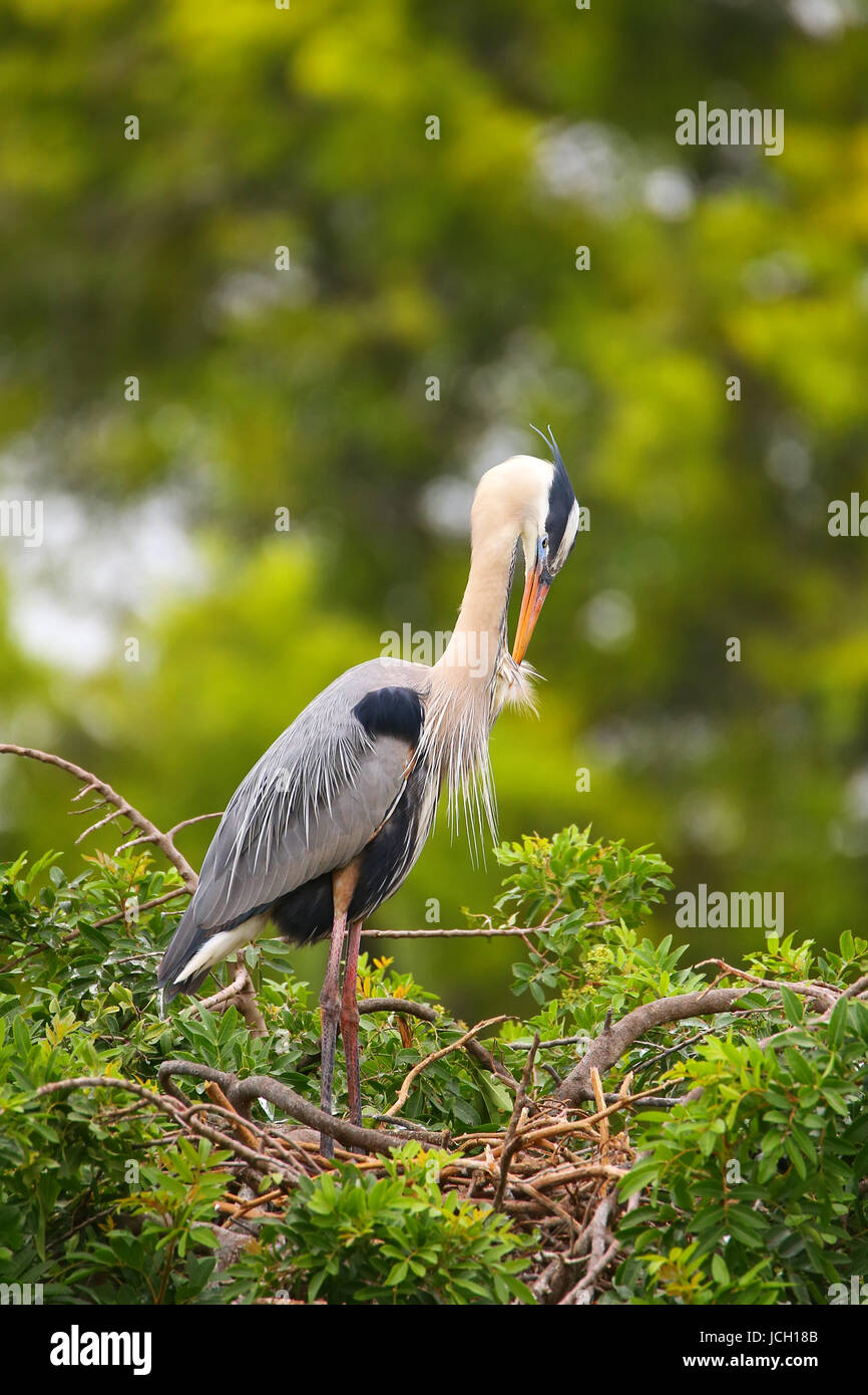 Great Blue Heron (Ardea herodias) preening its feathers. It is the ...