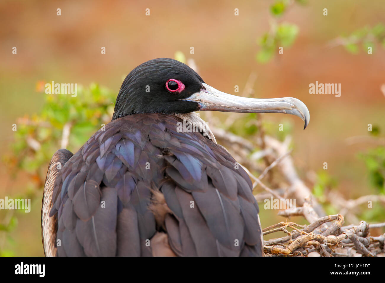 Female Magnificent Frigatebird (Fregata magnificens) on North Seymour ...