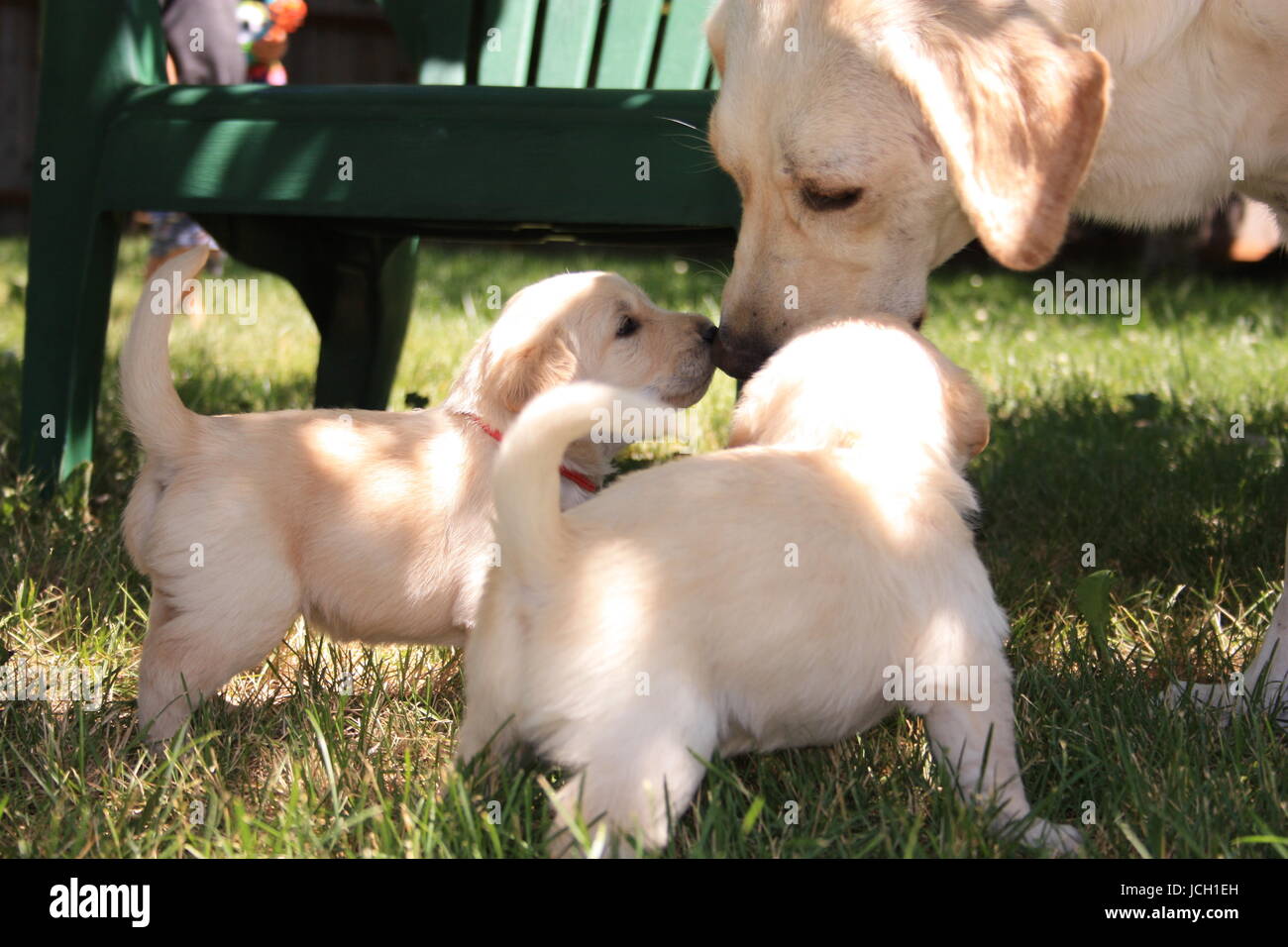 3 week old pups Stock Photo - Alamy