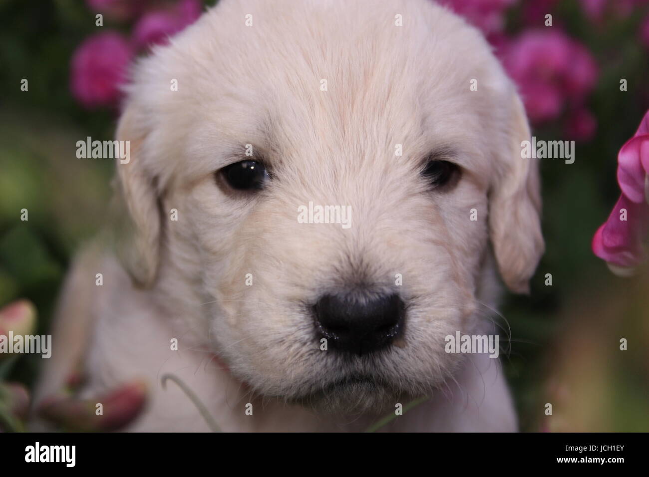 3 week old pups Stock Photo - Alamy