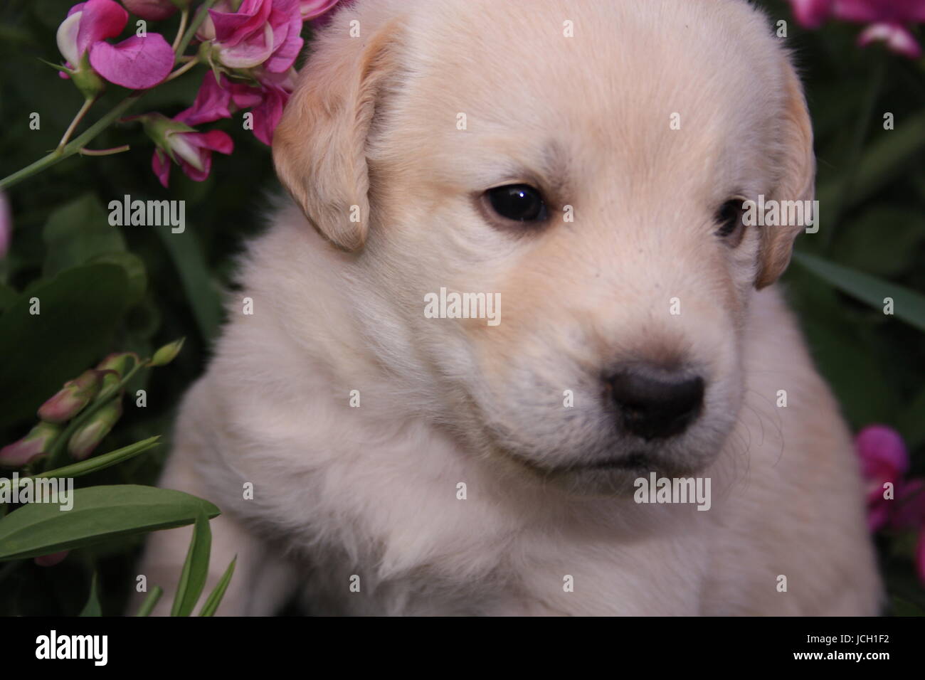 3 week old pups Stock Photo - Alamy