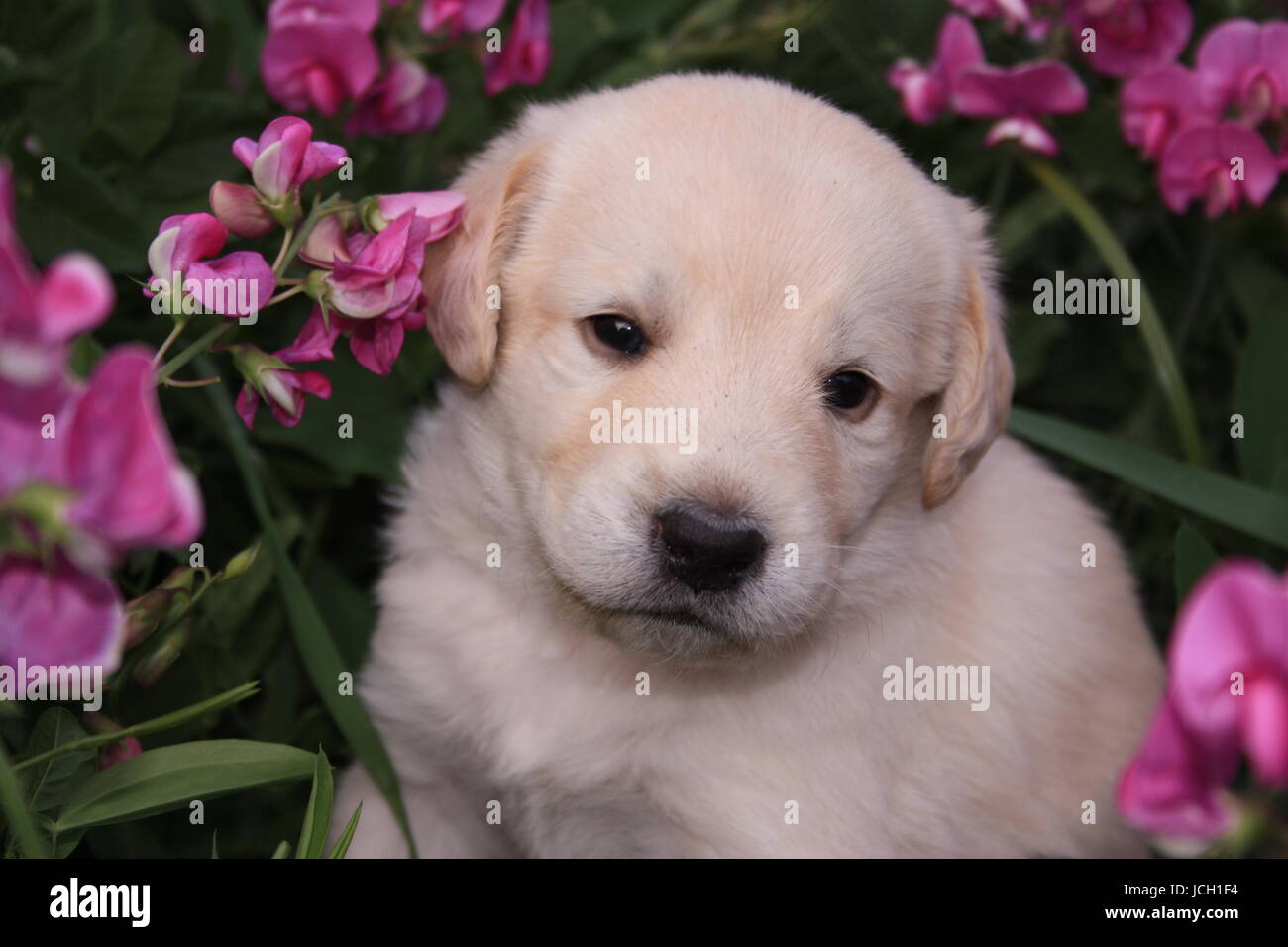 3 week old pups Stock Photo - Alamy